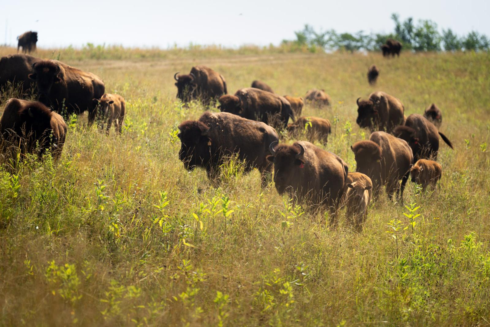The Wilds | Hellbender RV Campgrounds